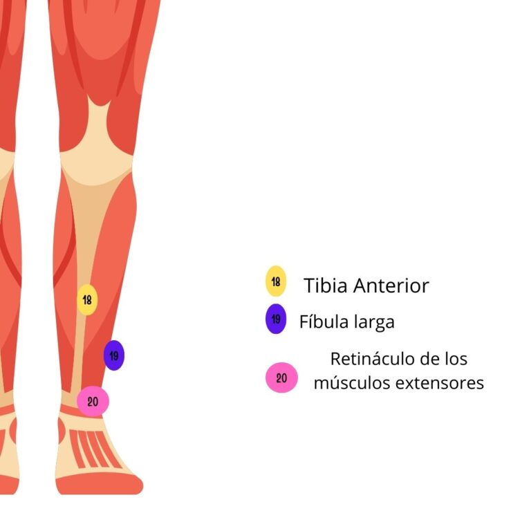 Sistema Muscular: Funciones y Cuidados Esenciales